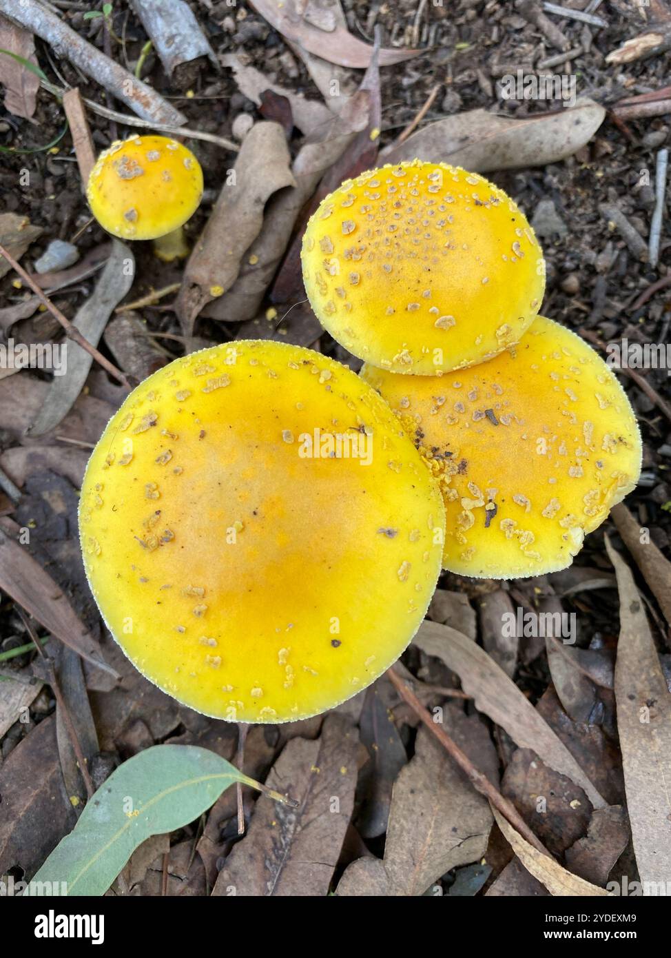 Australian Yellow Dust Amanita (Amanita flavella Stock Photo - Alamy