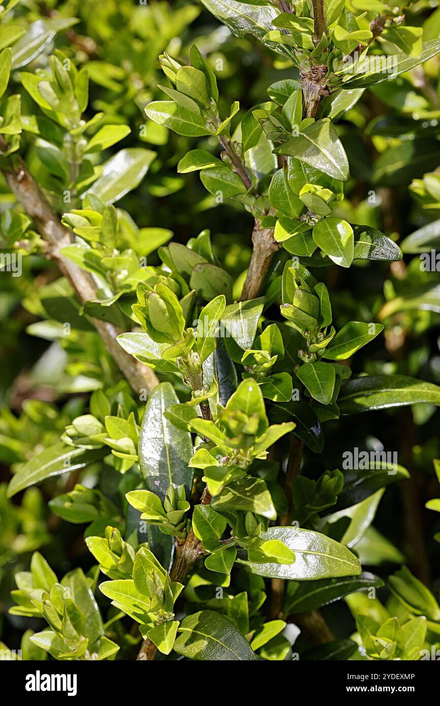 Box-leaved Honeysuckle (Lonicera ligustrina pileata Stock Photo - Alamy