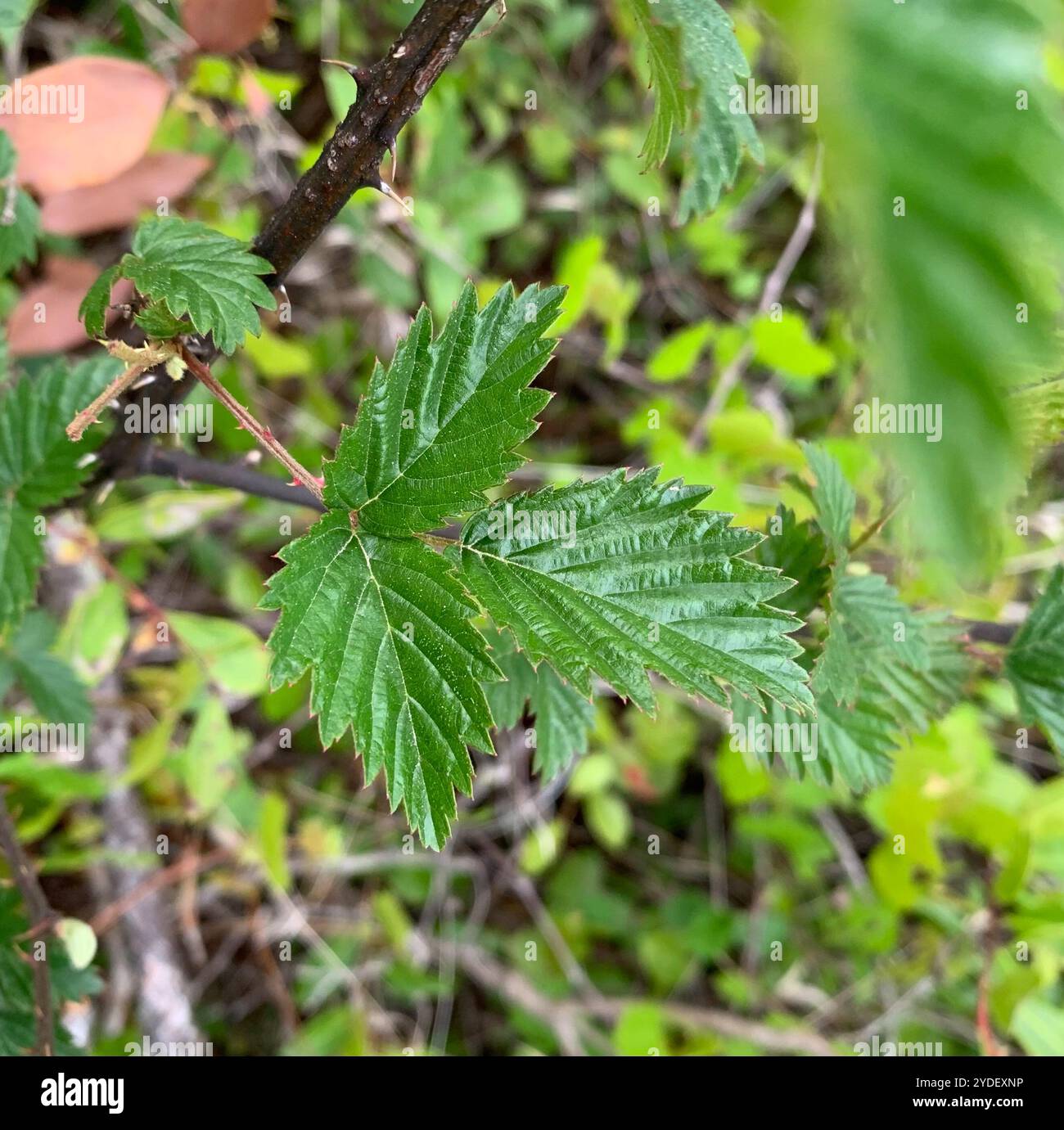 Pennsylvania Blackberry (Rubus pensilvanicus Stock Photo - Alamy