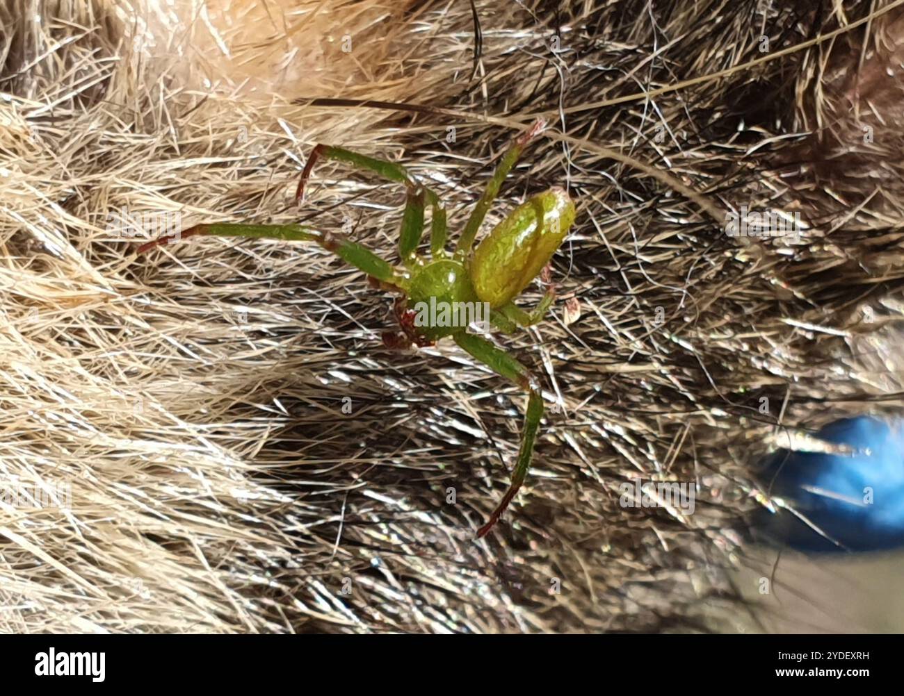 Flower Spiders (Diaea Stock Photo - Alamy