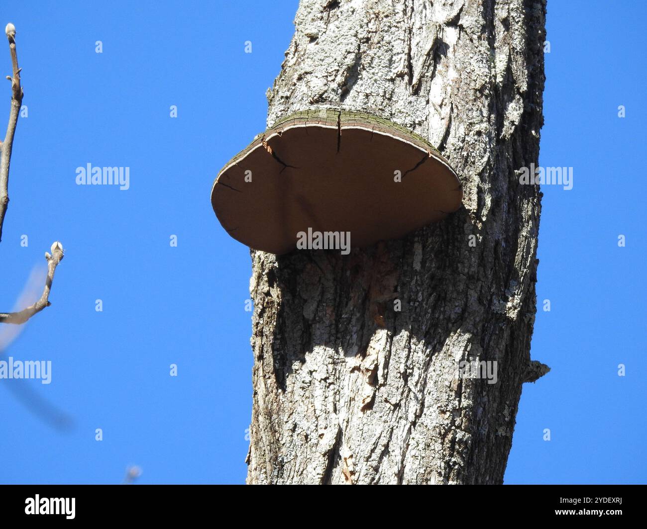 Cracked Cap Polypore (Fulvifomes robiniae Stock Photo - Alamy