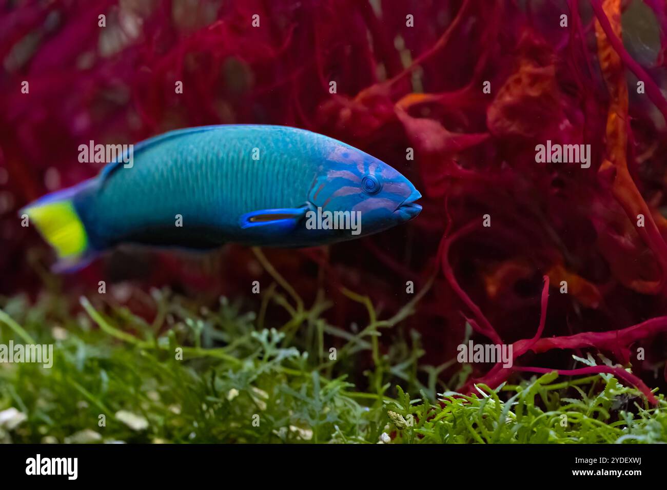 The moon wrasse, Thalassoma lunare, coral reefs at depths from 1 to 20 ...