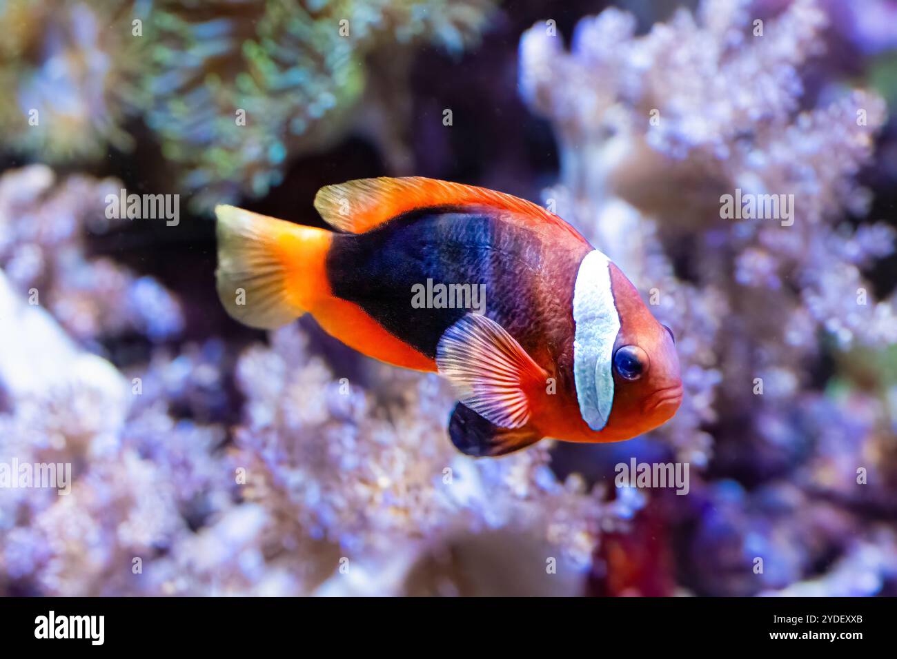 Cinnamon clownfish, Amphiprion melanopus, is a sequential hermaphrodite ...