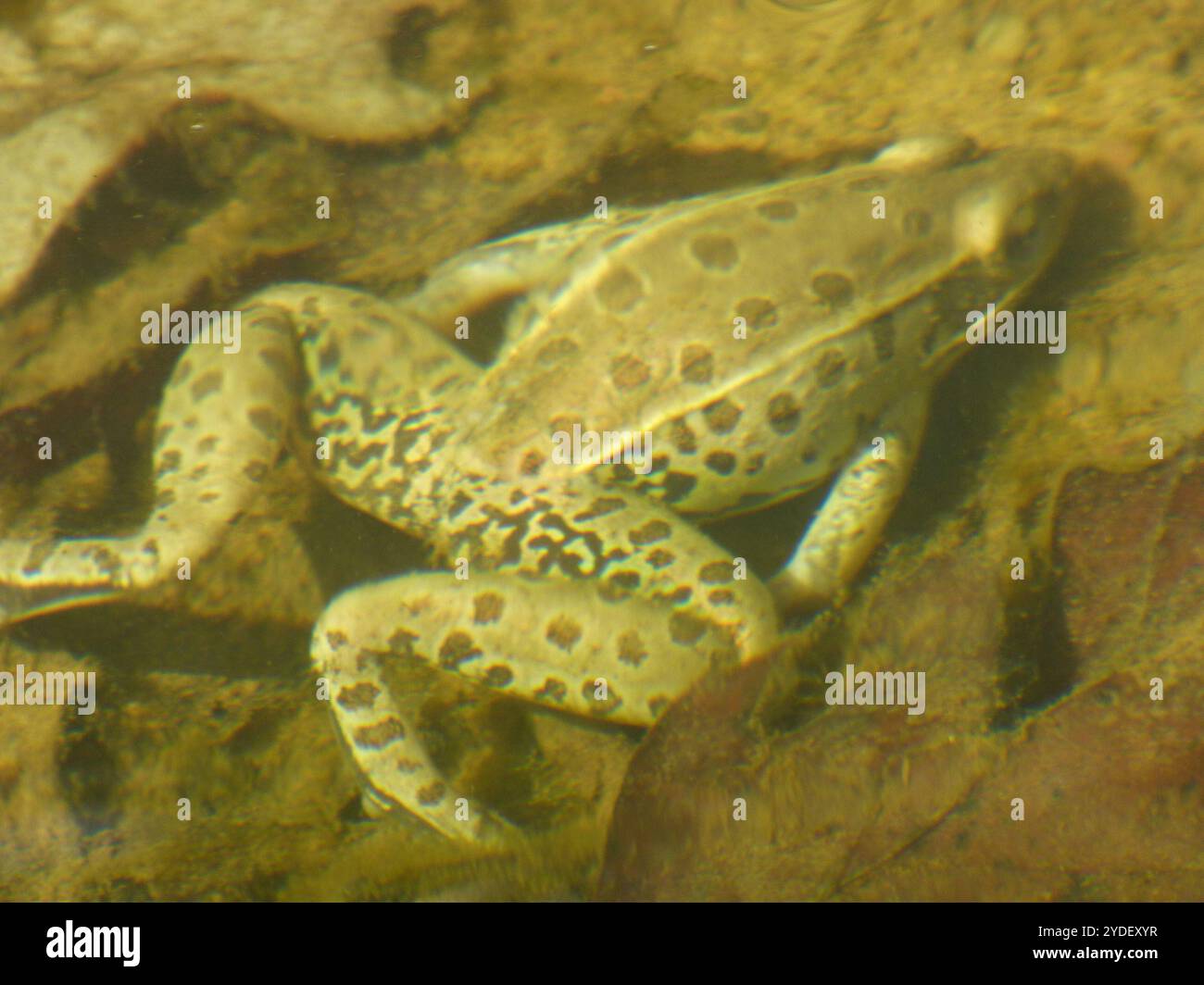 Southern Leopard Frog (Lithobates sphenocephalus Stock Photo - Alamy