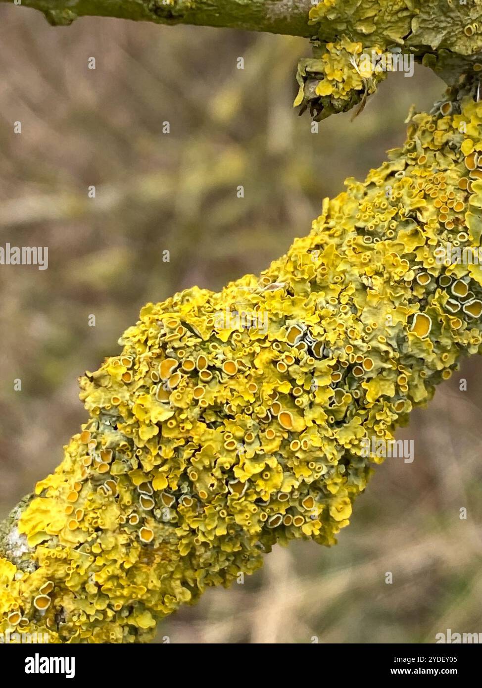 Common Sunburst Lichen (Xanthoria parietina Stock Photo - Alamy