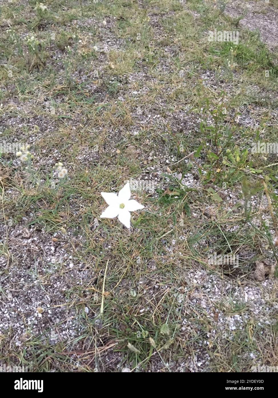 long-flower tobacco (Nicotiana longiflora Stock Photo - Alamy