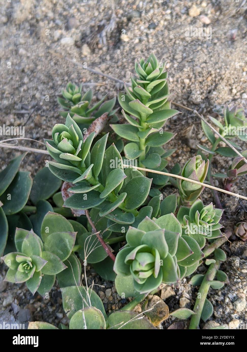 Balkan toadflax (Linaria dalmatica Stock Photo - Alamy