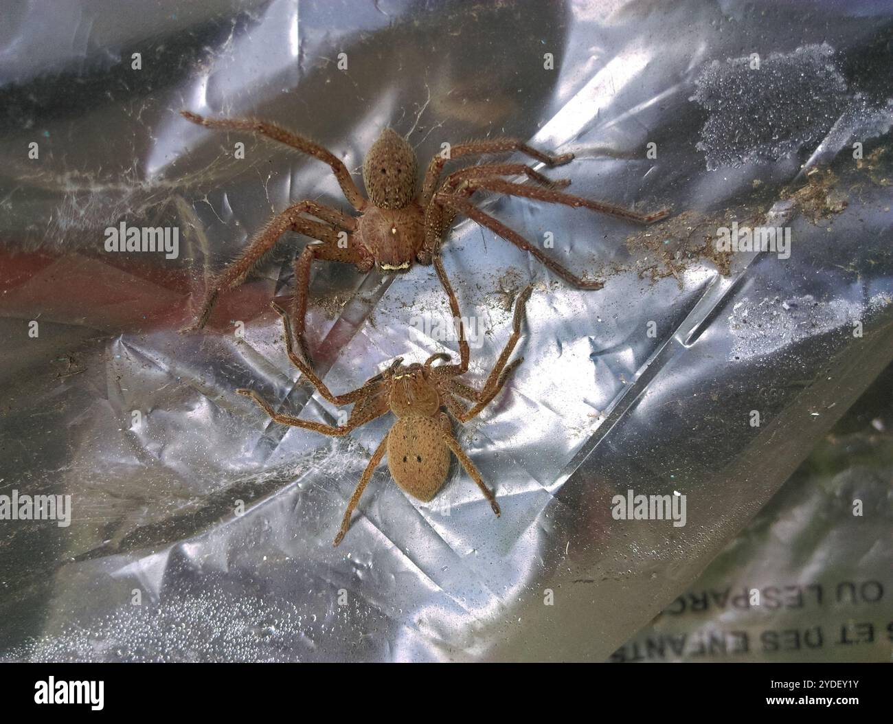 Badge Huntsman Spiders (Neosparassus Stock Photo - Alamy