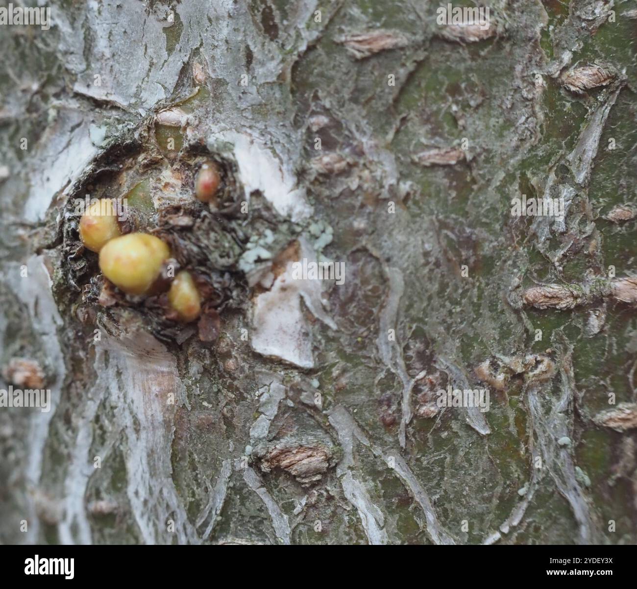 thornless honey locust (Gleditsia triacanthos inermis Stock Photo - Alamy