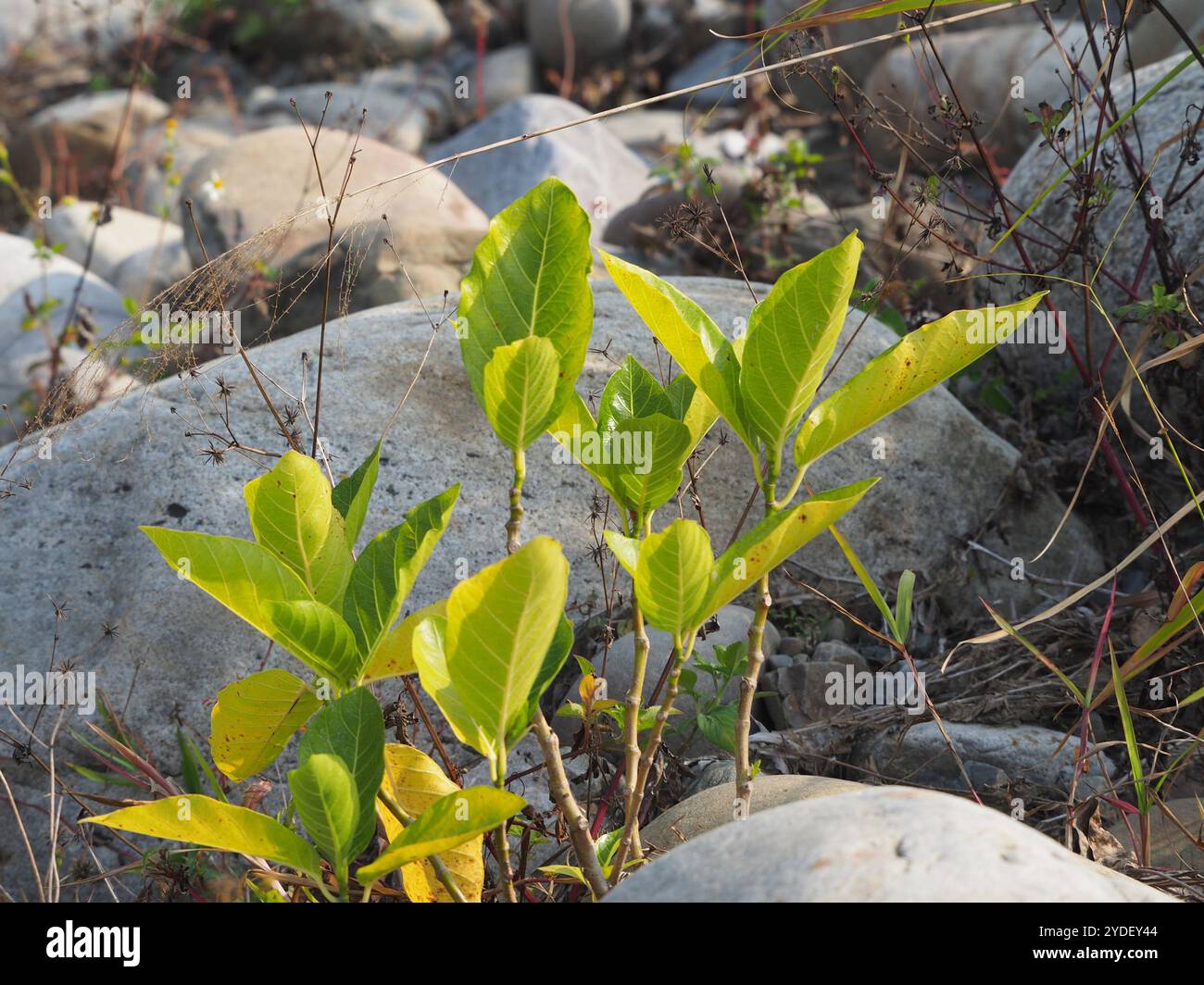 Ficus septica hi-res stock photography and images - Alamy