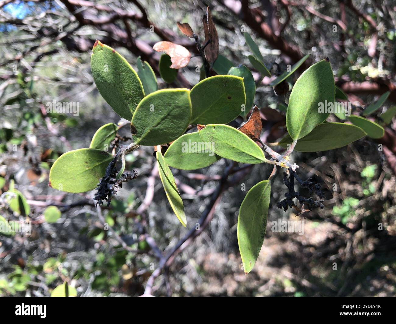 Common Manzanita (Arctostaphylos manzanita Stock Photo - Alamy