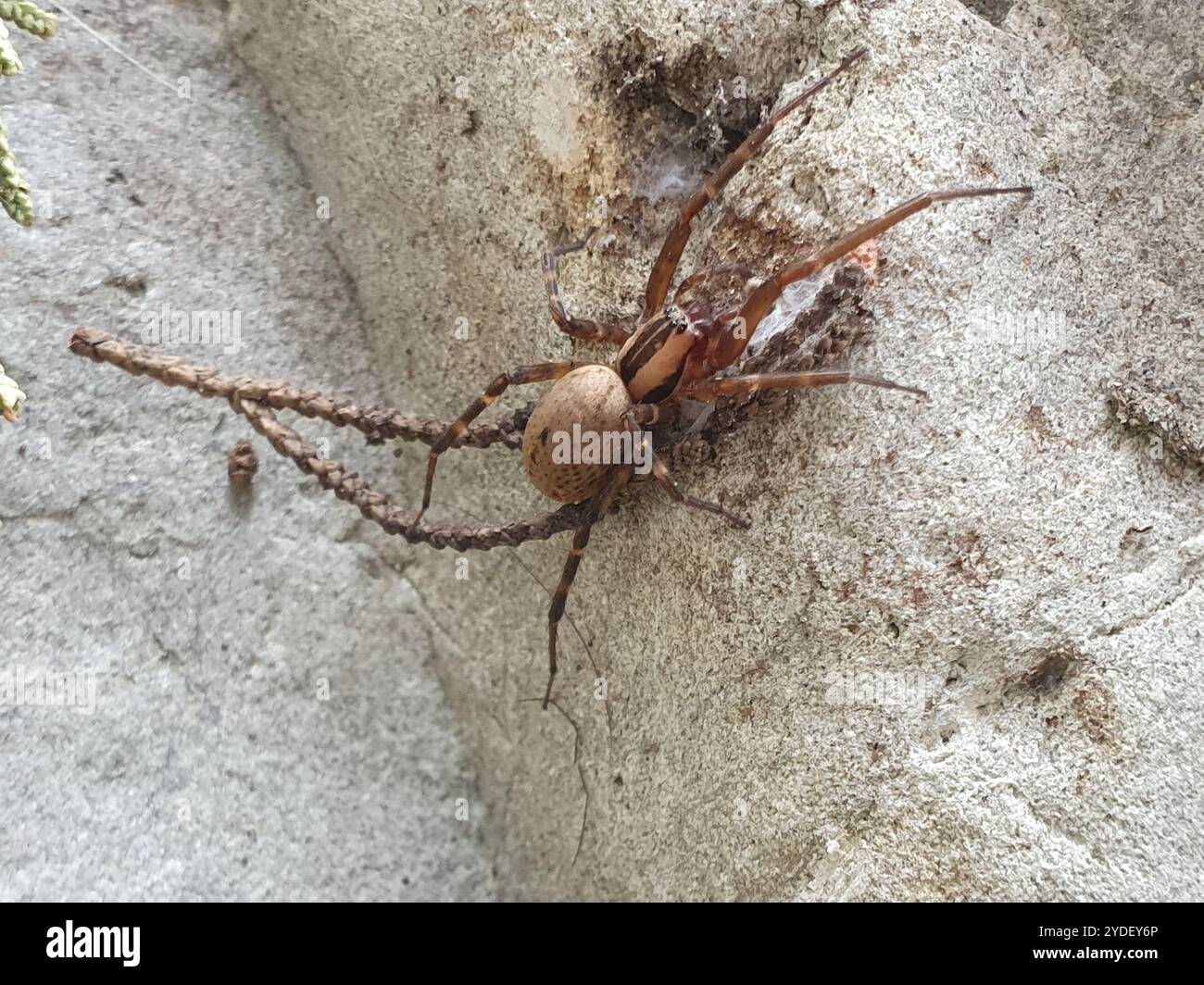 Sheetweb Spiders (Cambridgea Stock Photo - Alamy