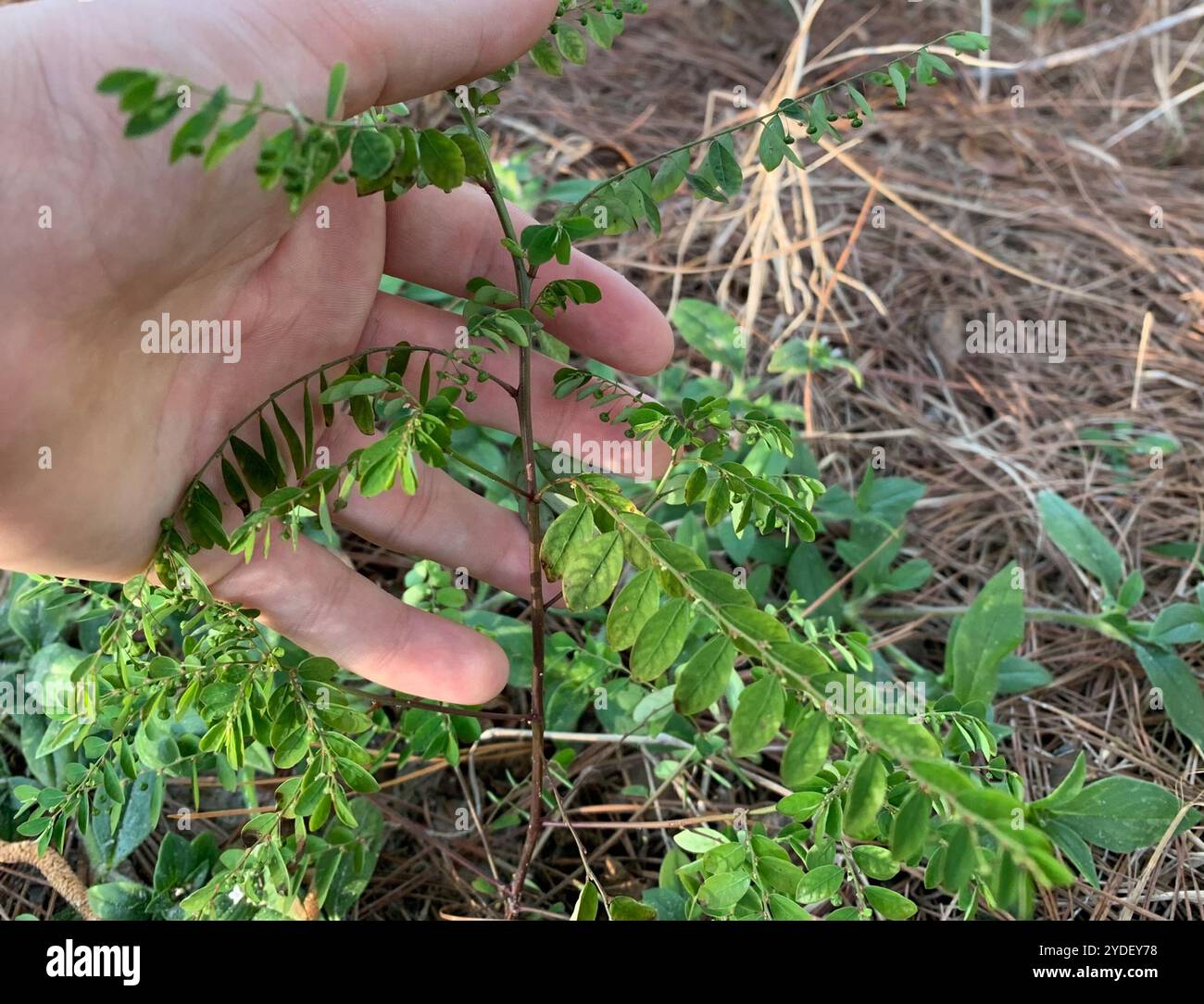 Mascarene Island leaf-flower (Phyllanthus tenellus Stock Photo - Alamy