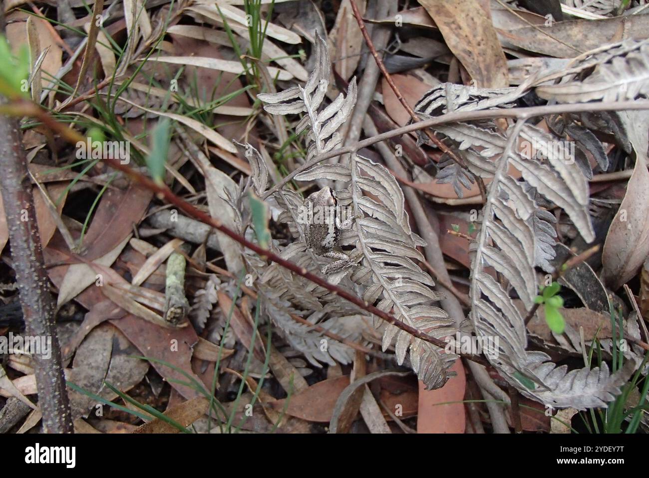 screaming tree frog (Litoria quiritatus Stock Photo - Alamy