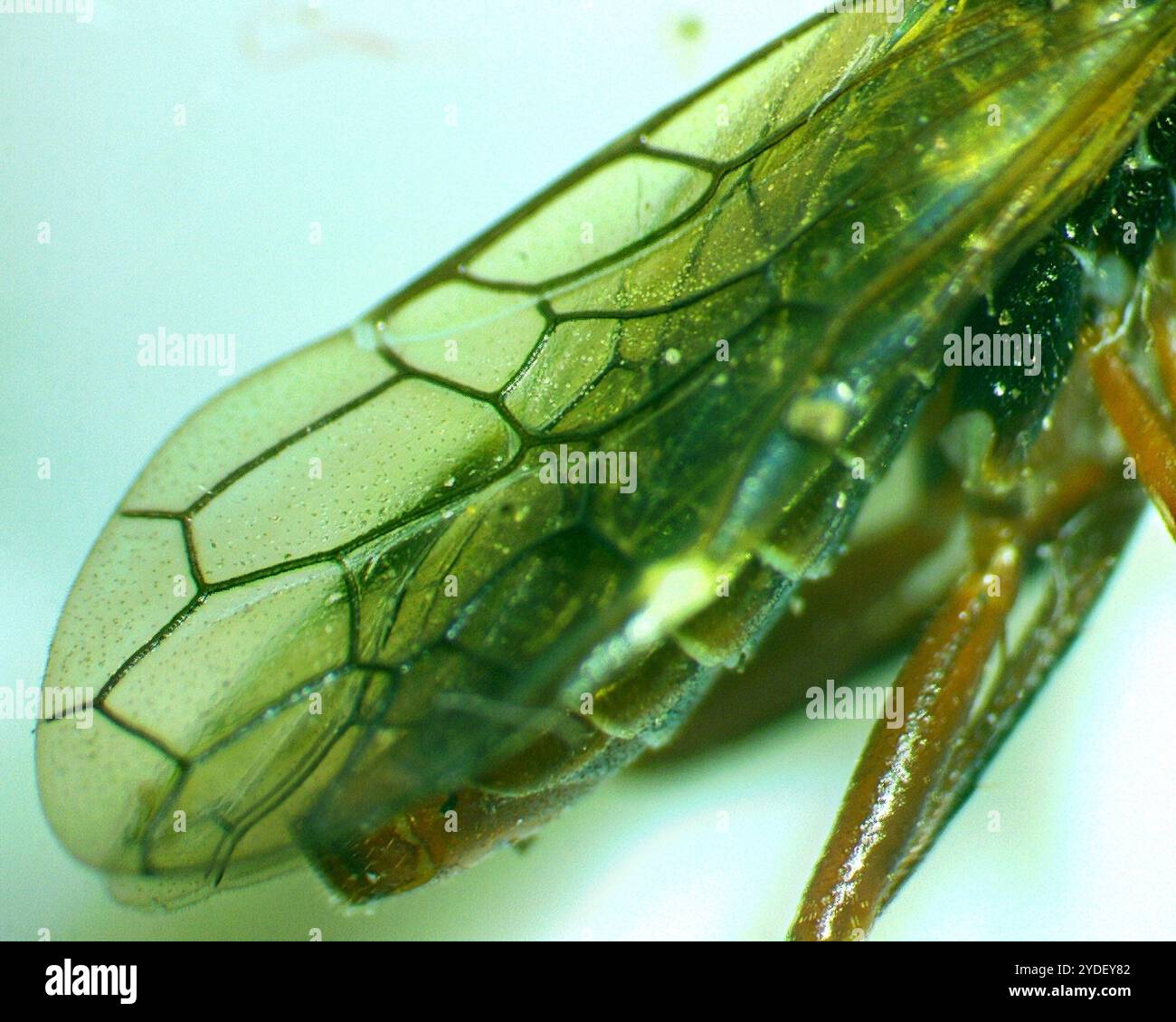 Macroxyela hi-res stock photography and images - Alamy