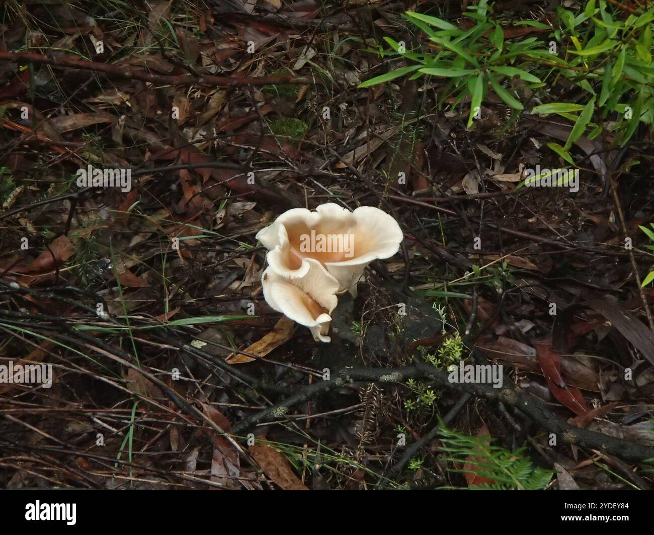 ghost fungus (Omphalotus nidiformis Stock Photo - Alamy