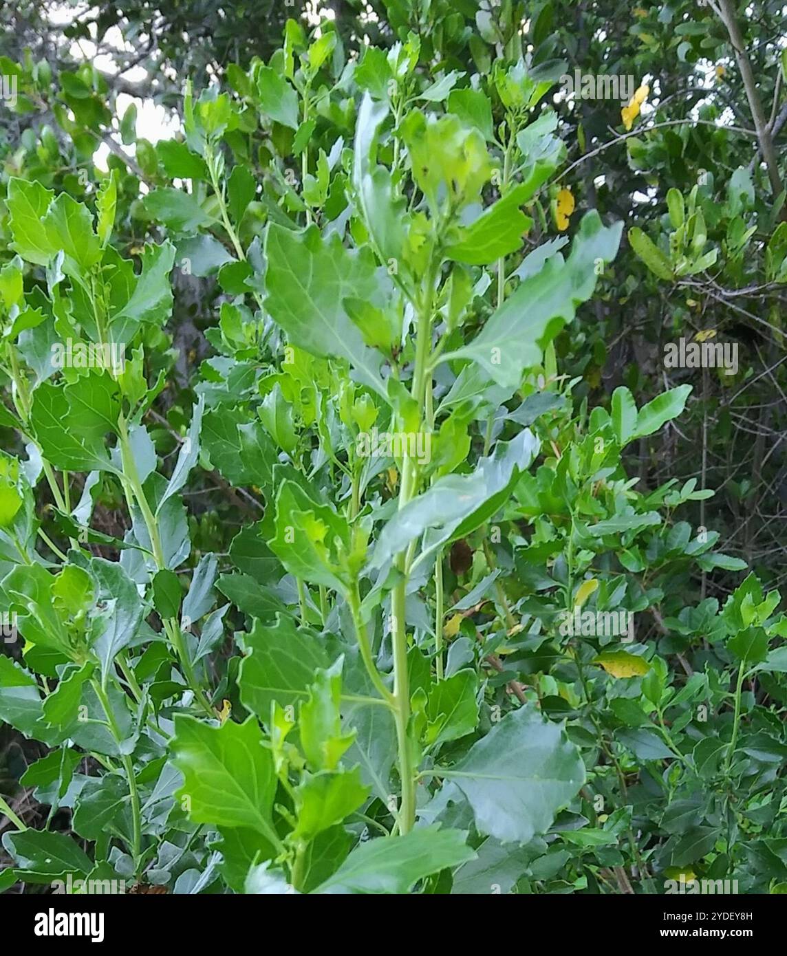 groundsel tree (Baccharis halimifolia Stock Photo - Alamy