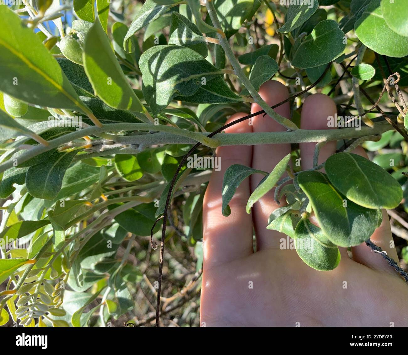 Necklace pod (Sophora tomentosa Stock Photo - Alamy