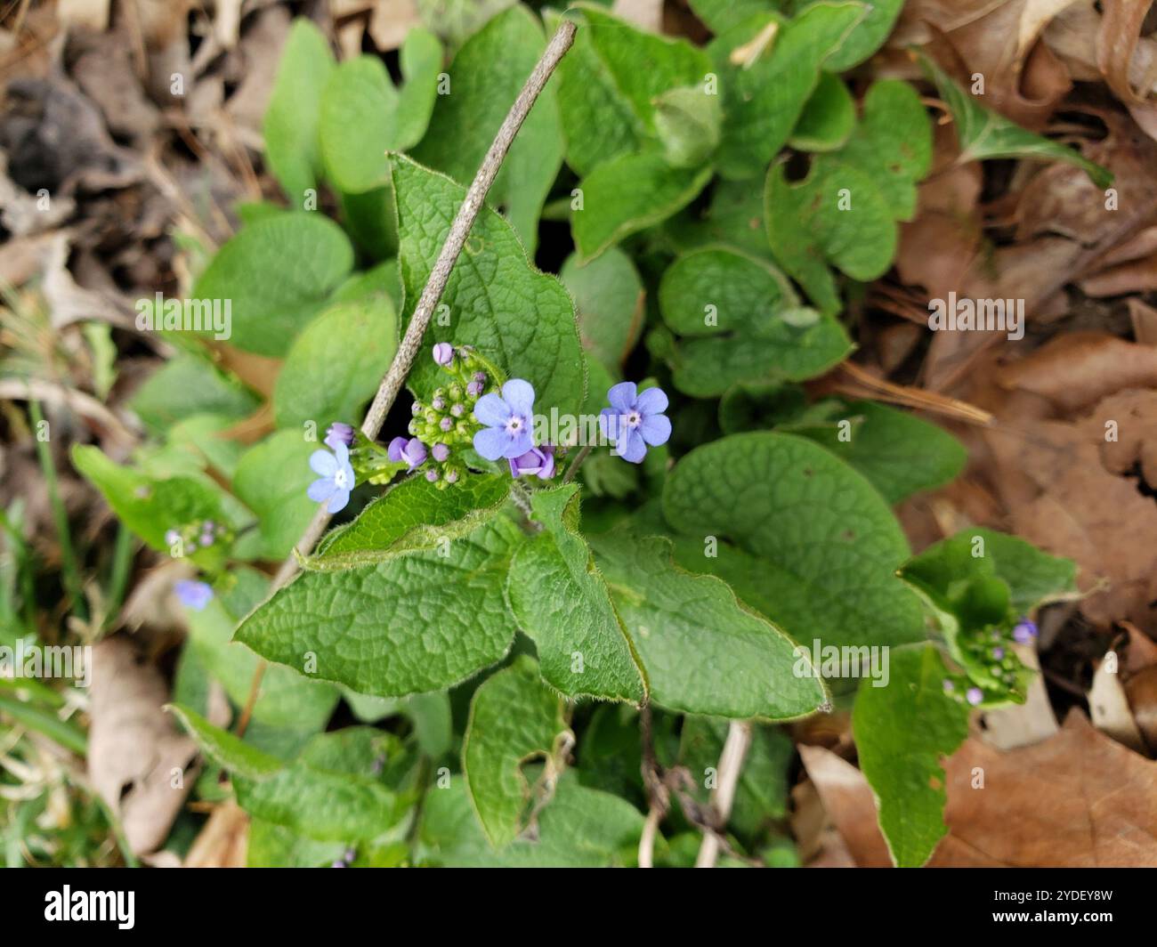 Siberian bugloss (Brunnera macrophylla Stock Photo - Alamy