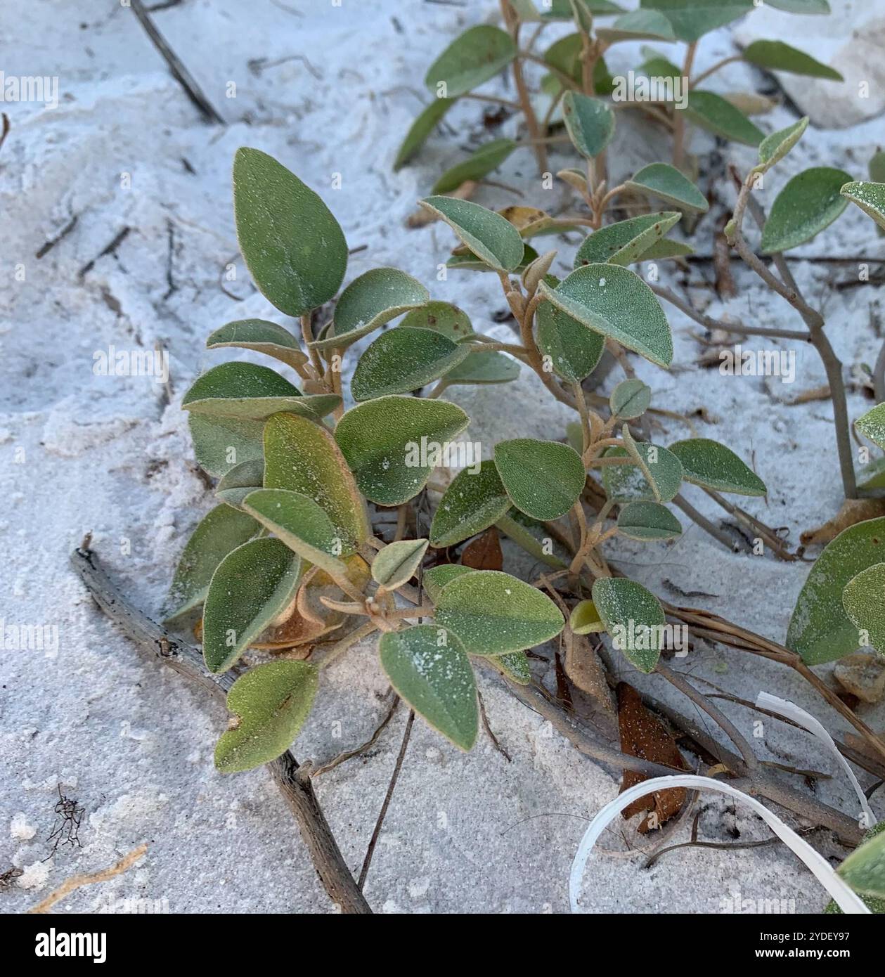 Beach Croton (Croton punctatus Stock Photo - Alamy