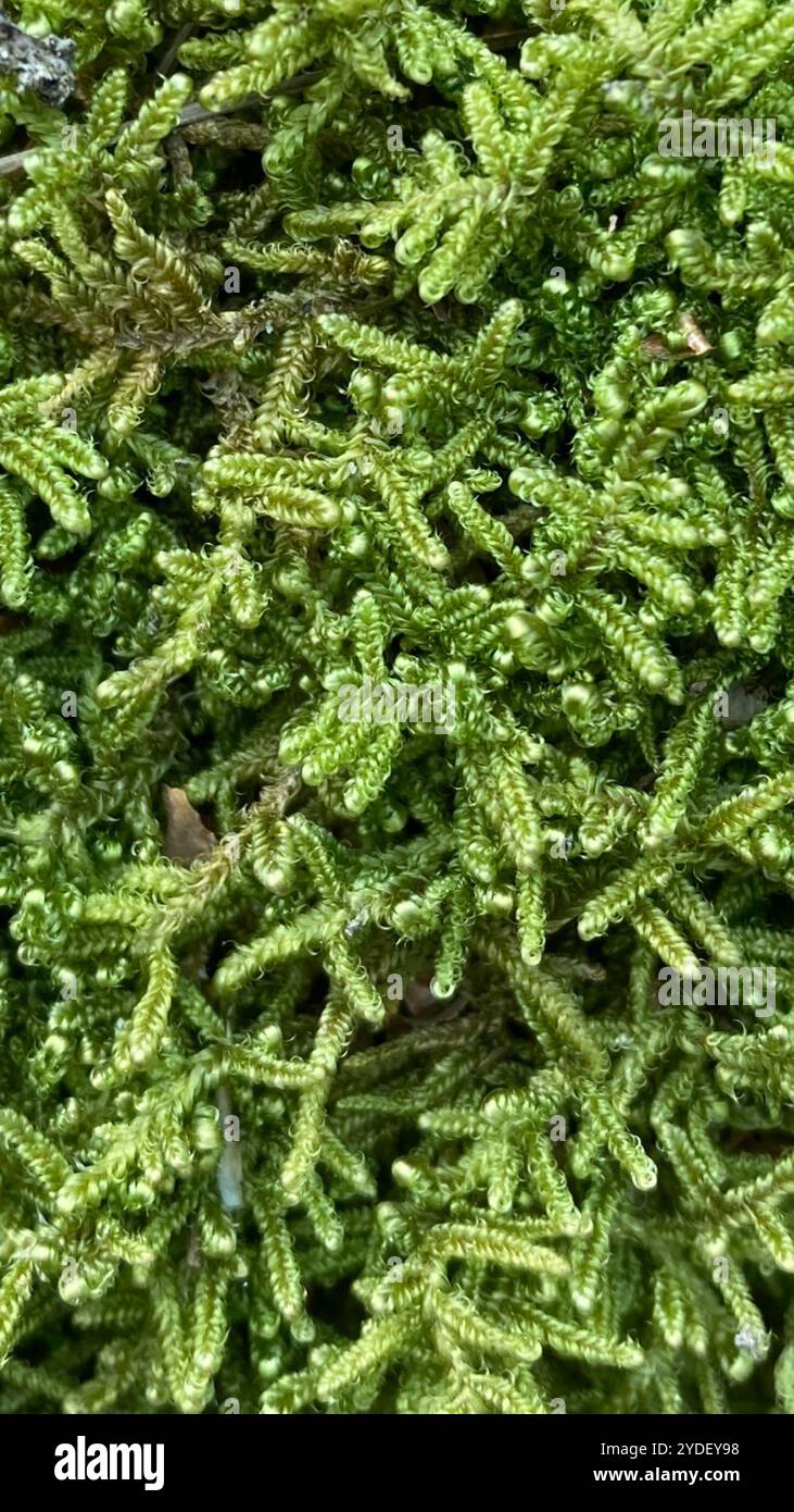 brocade moss (Callicladium imponens Stock Photo - Alamy