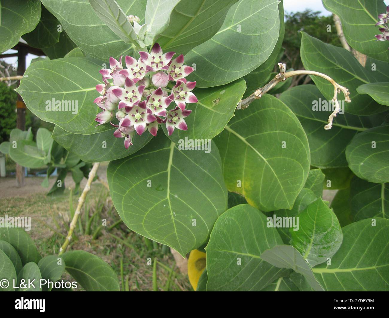 giant milkweed (Calotropis procera Stock Photo - Alamy