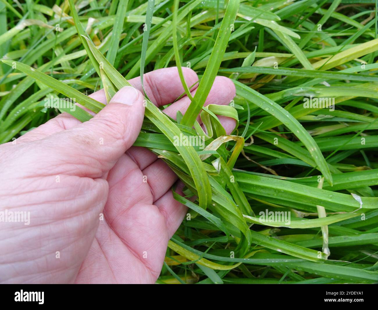 Three-cornered garlic (Allium triquetrum Stock Photo - Alamy