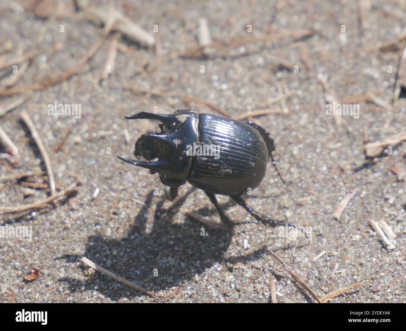 Minotaur Beetle (Typhaeus typhoeus Stock Photo - Alamy