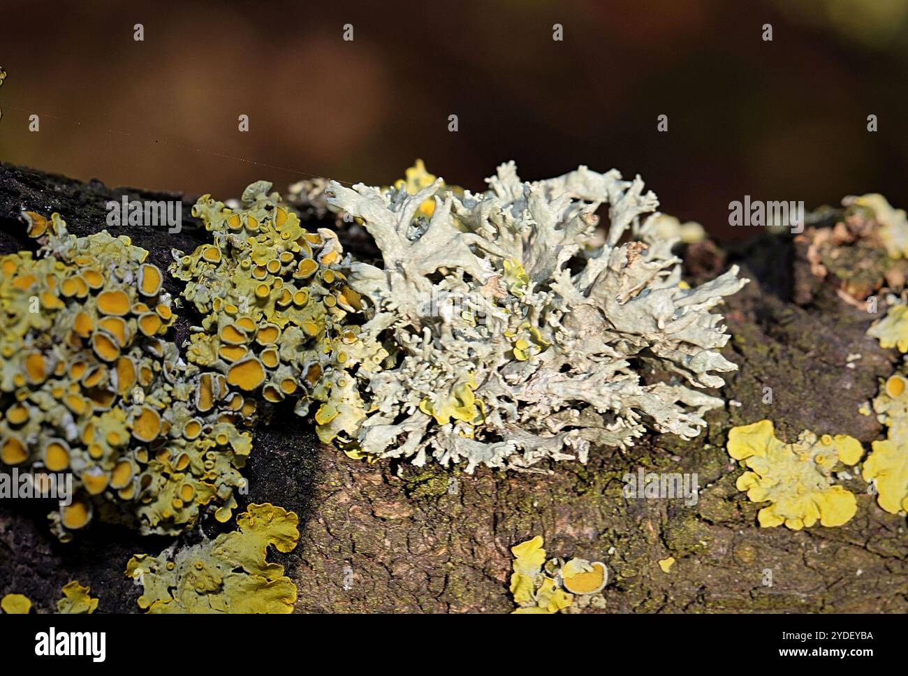 Common Sunburst Lichen (Xanthoria parietina Stock Photo - Alamy