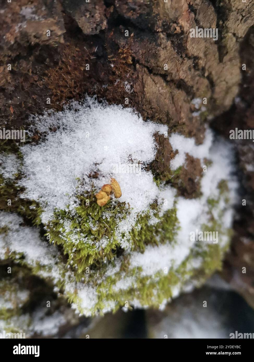 Siberian Flying Squirrel (Pteromys volans Stock Photo - Alamy