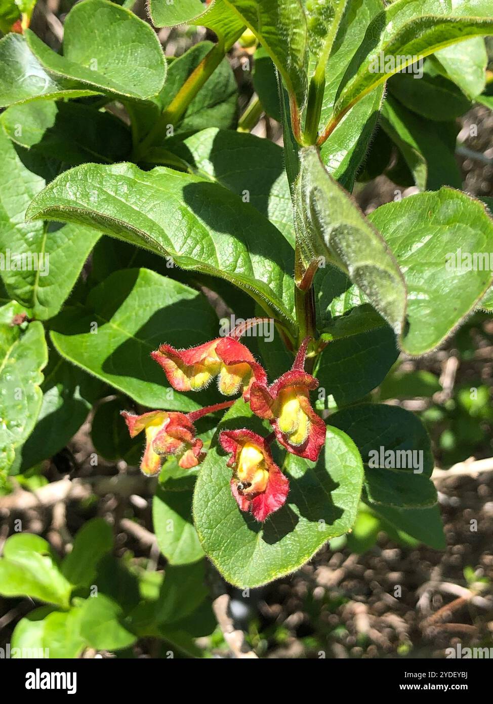 twinberry honeysuckle (Lonicera involucrata Stock Photo - Alamy
