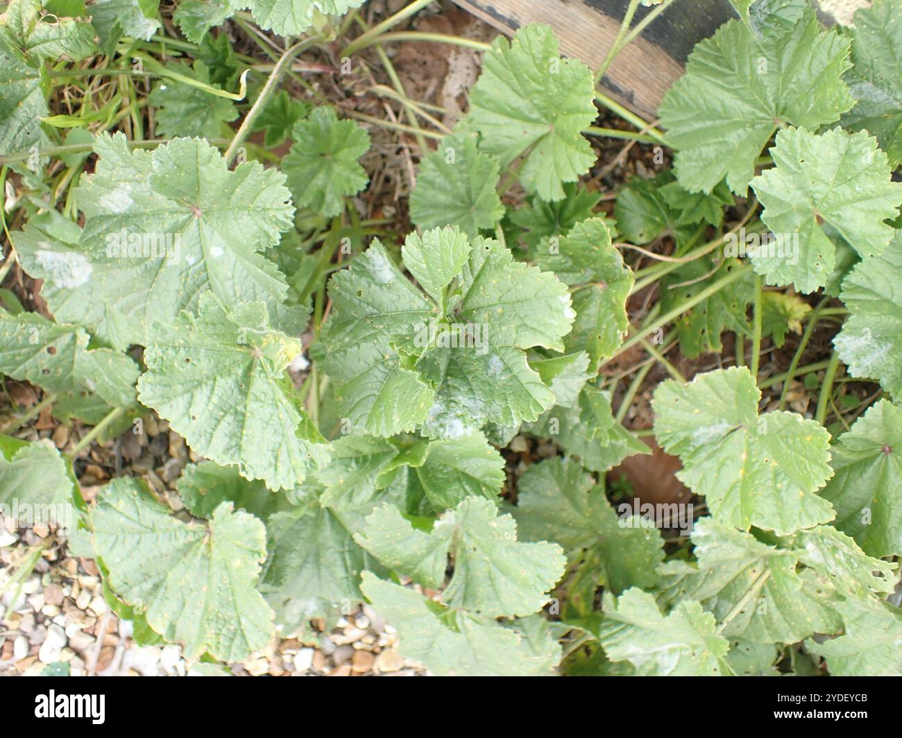 Common Mallow (Malva sylvestris Stock Photo - Alamy