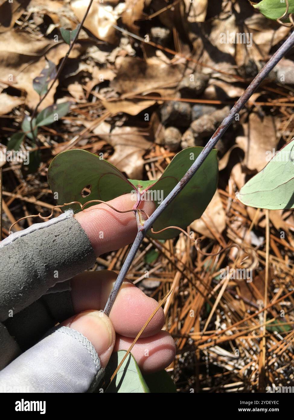 sawbrier (Smilax glauca Stock Photo - Alamy