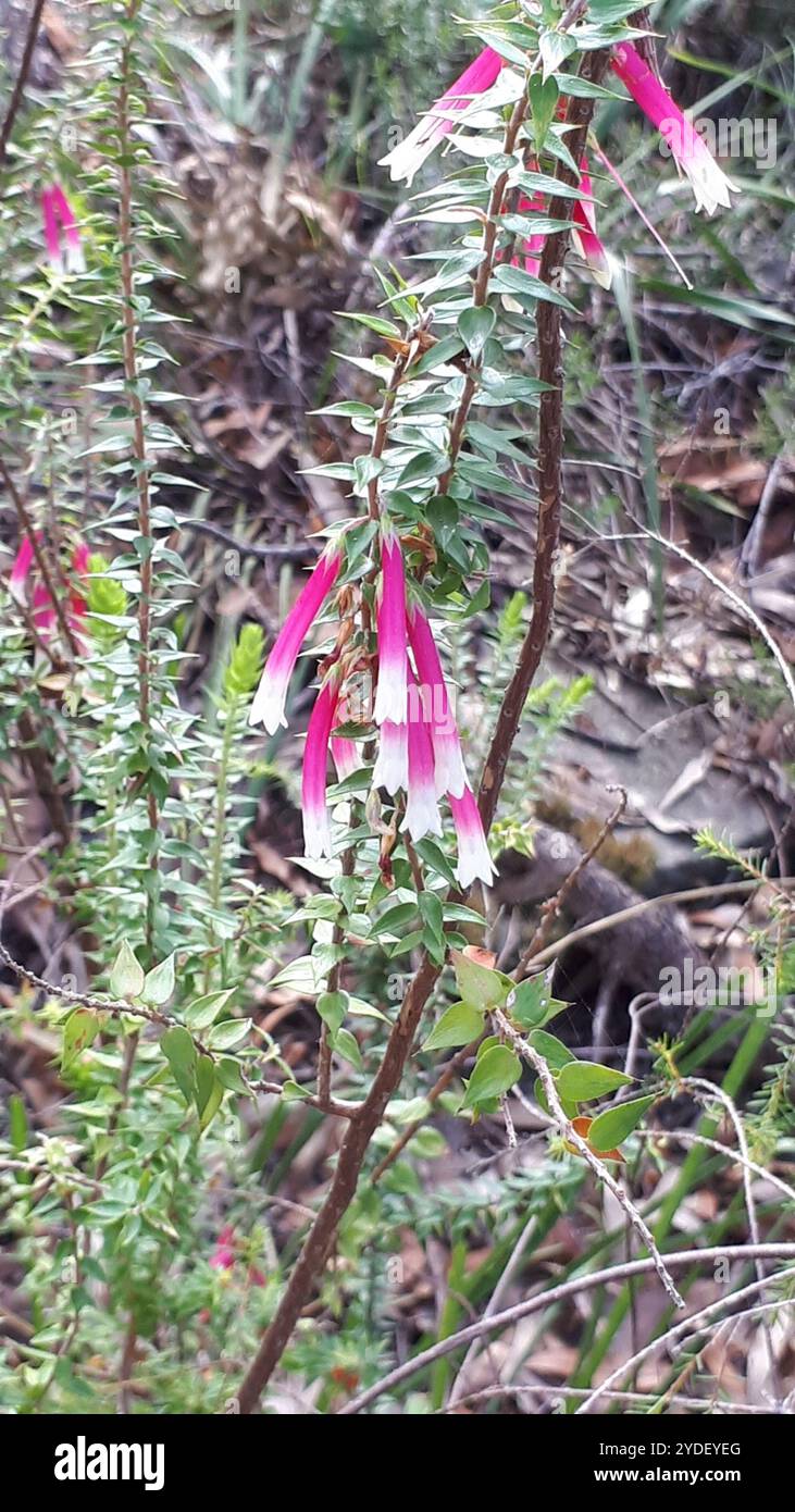 Fuchsia Heath (Epacris longiflora Stock Photo - Alamy
