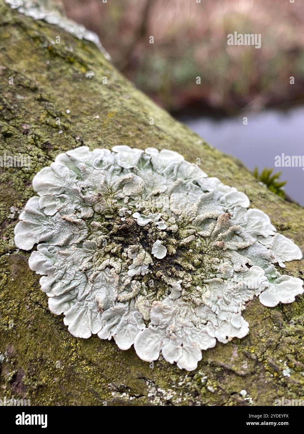 common greenshield lichen (Flavoparmelia caperata Stock Photo - Alamy