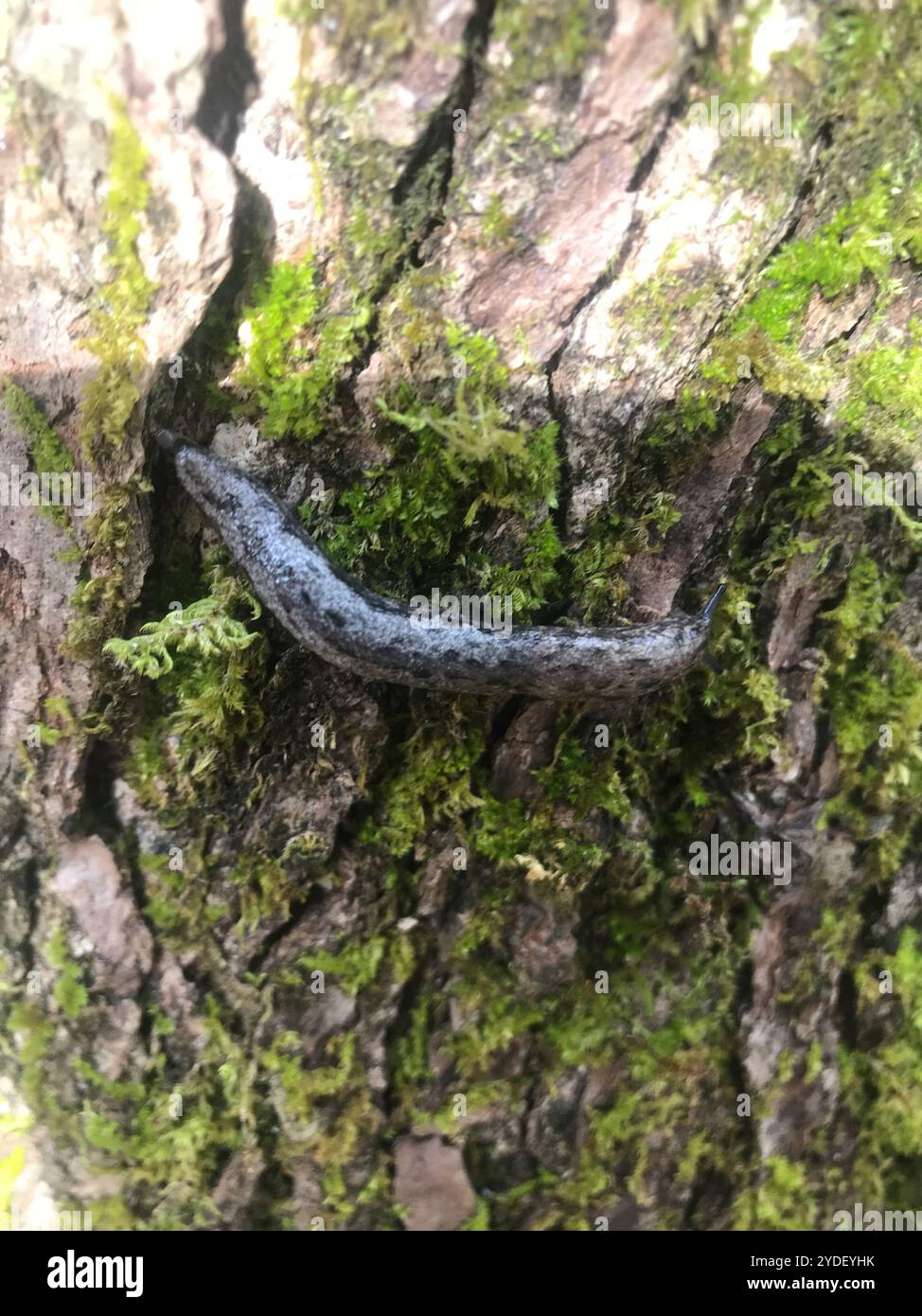 Changeable Mantleslug (Megapallifera mutabilis Stock Photo - Alamy