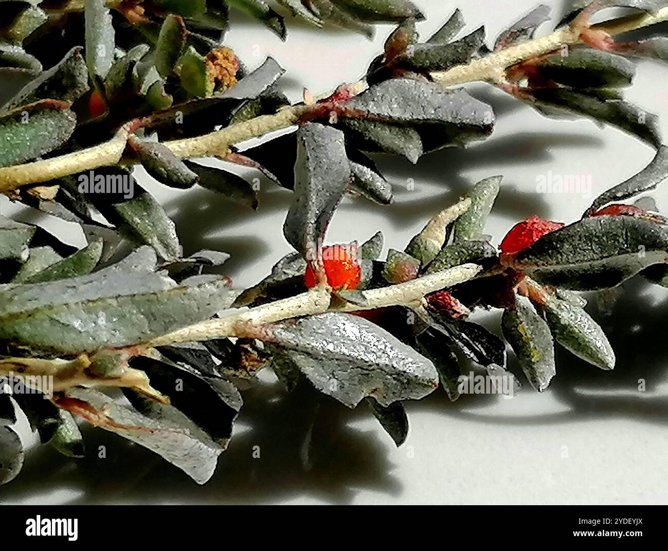 berry saltbush (Atriplex semibaccata Stock Photo - Alamy