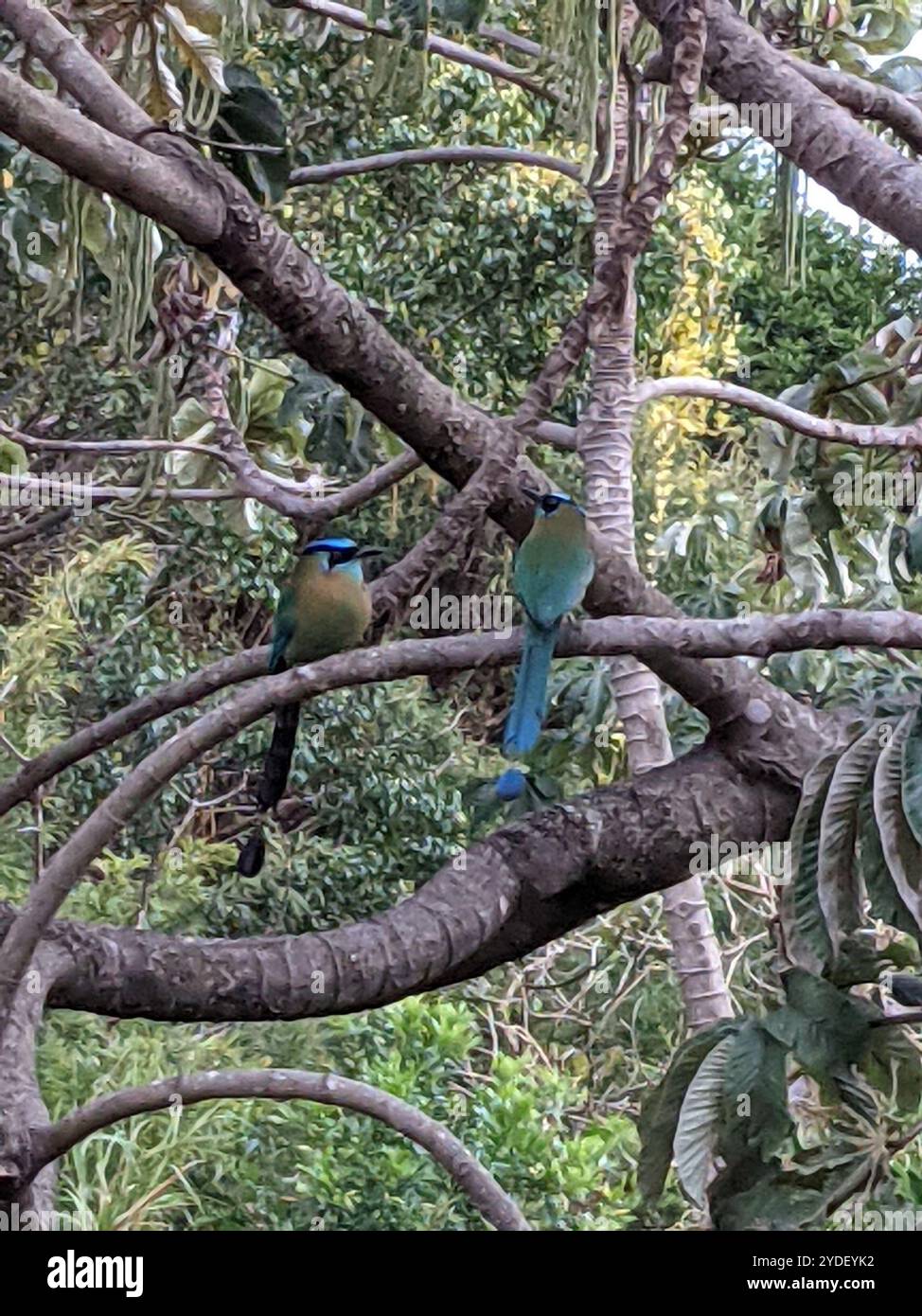 Lesson's Motmot (Momotus lessonii Stock Photo - Alamy