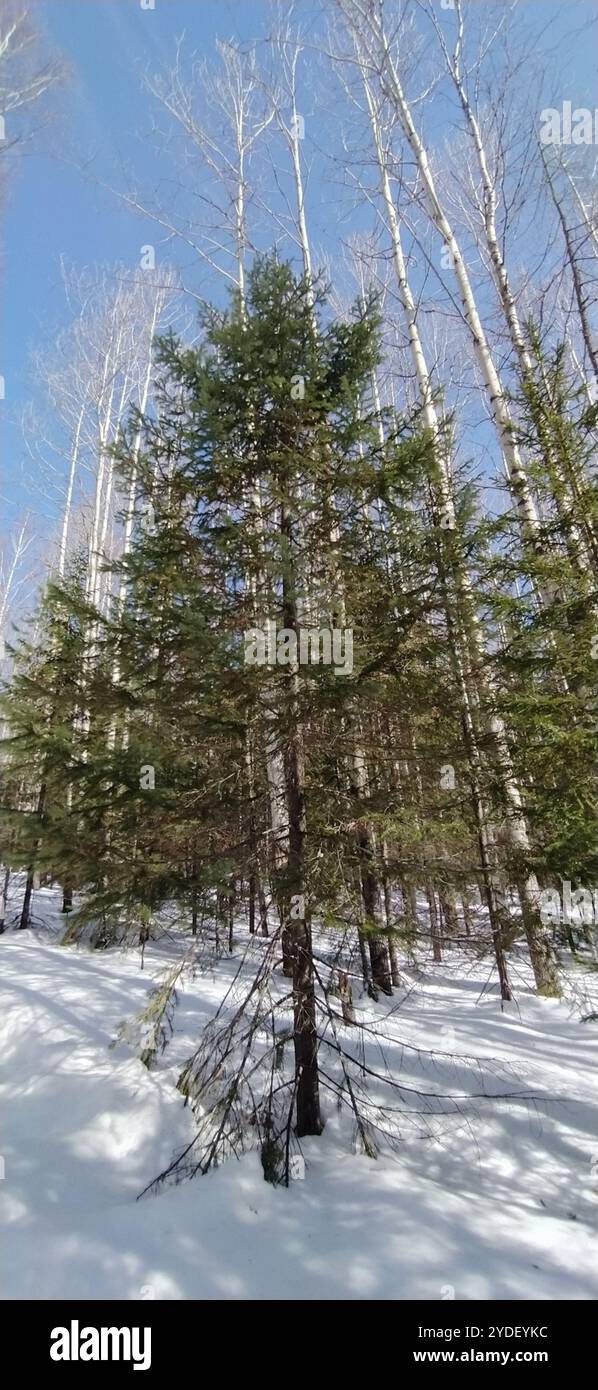 Siberian fir (Abies sibirica Stock Photo - Alamy