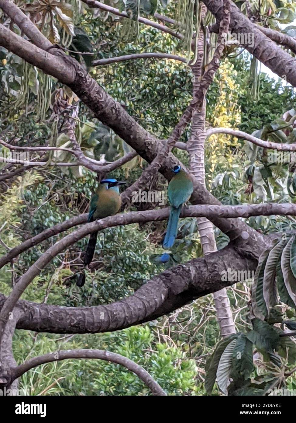 Lesson's Motmot (Momotus lessonii Stock Photo - Alamy
