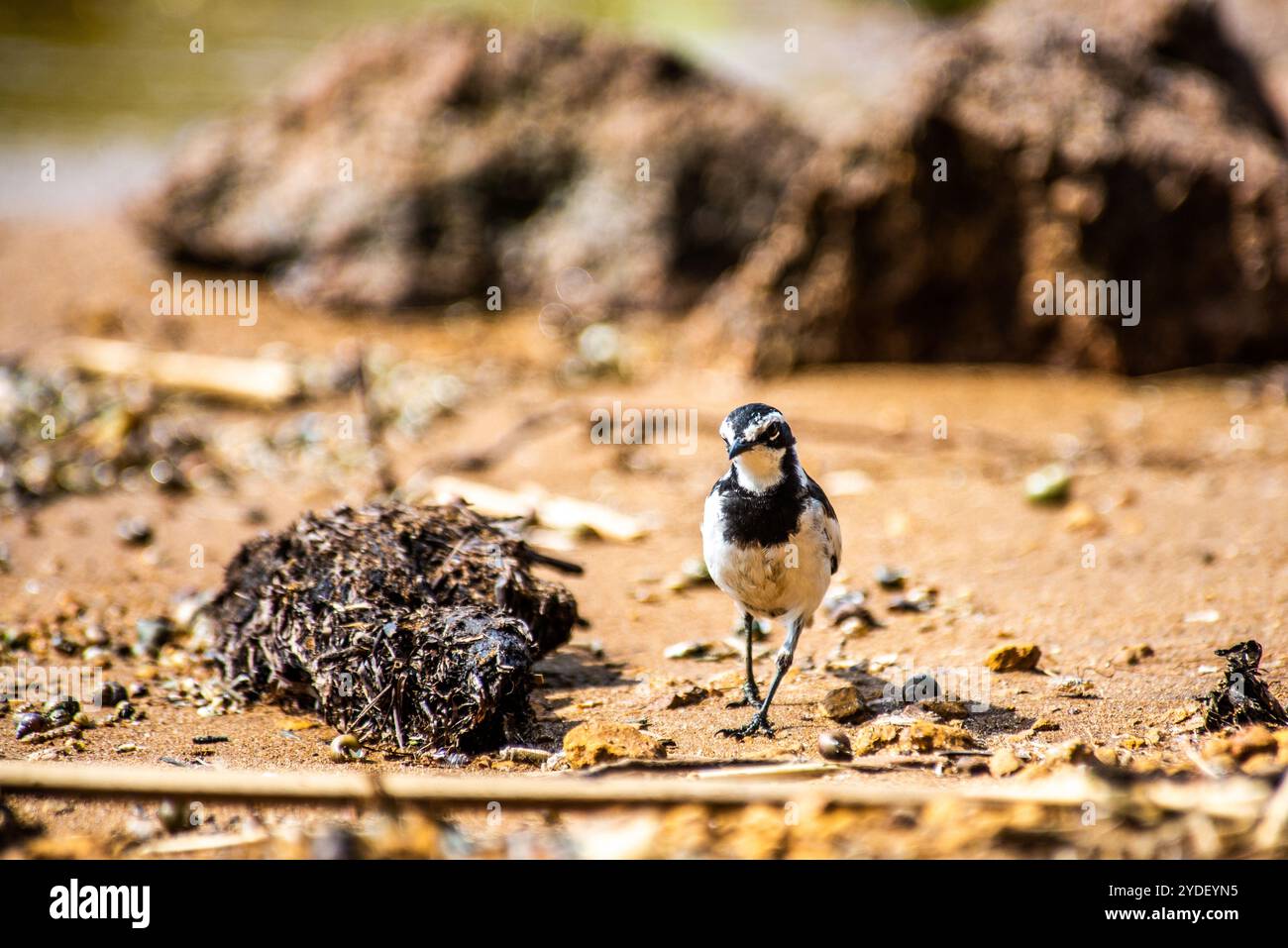 AFRICAN PIED WAGTAIL -Motacilla aguimp at Serenada Eco Resort - Uganda ...