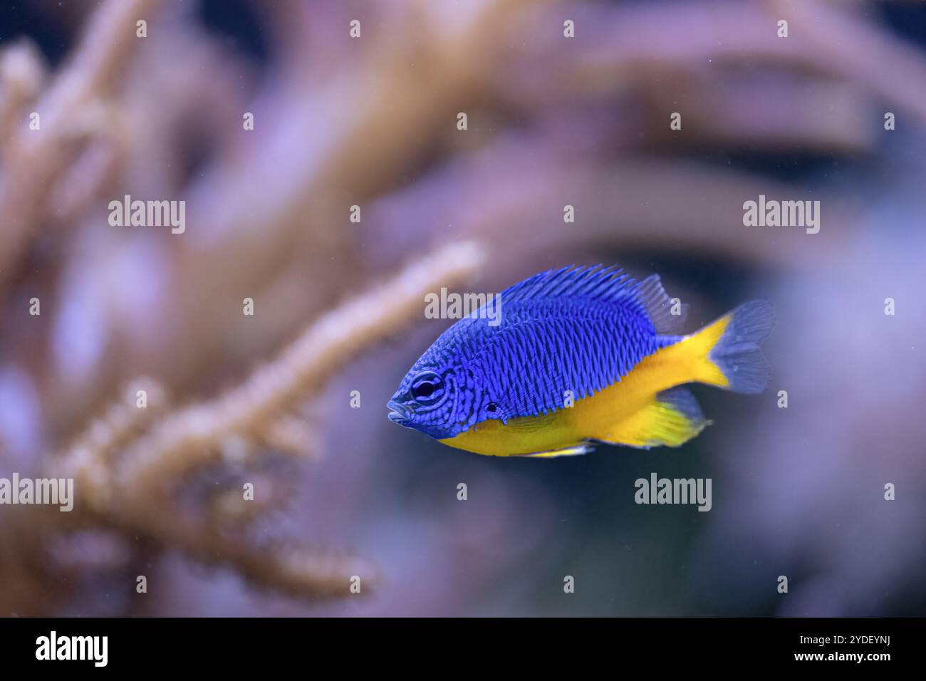 The azure damselfish, Chrysiptera hemicyanea, the fish reaches 7 ...