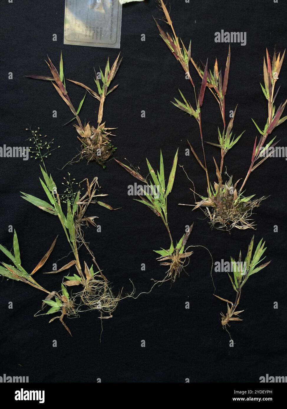 Lindheimer's Panicgrass (Dichanthelium lindheimeri Stock Photo - Alamy