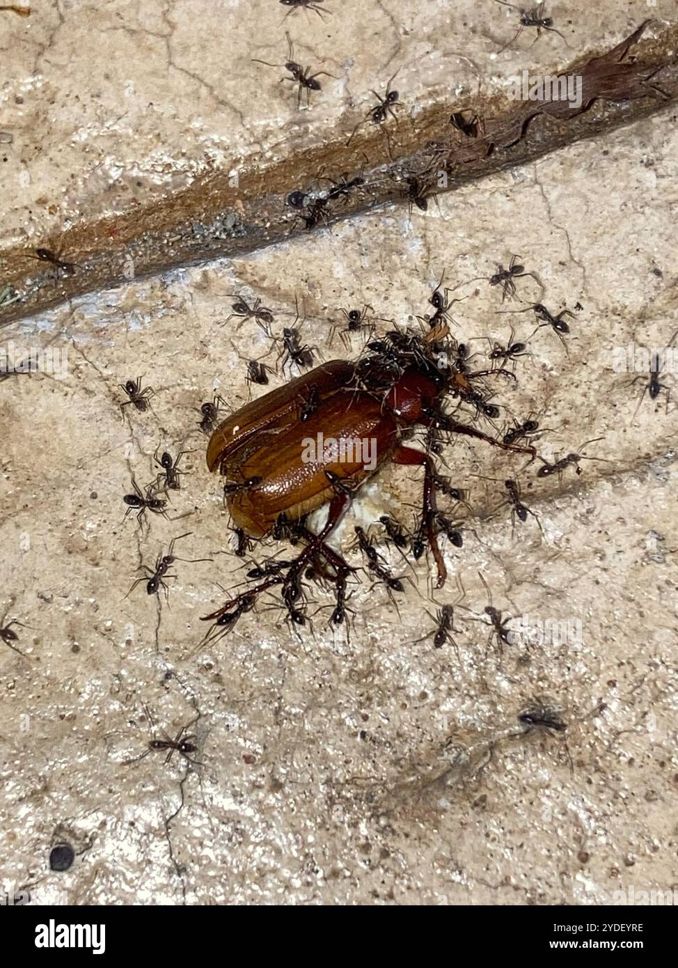 Longhorn crazy ant hi-res stock photography and images - Alamy