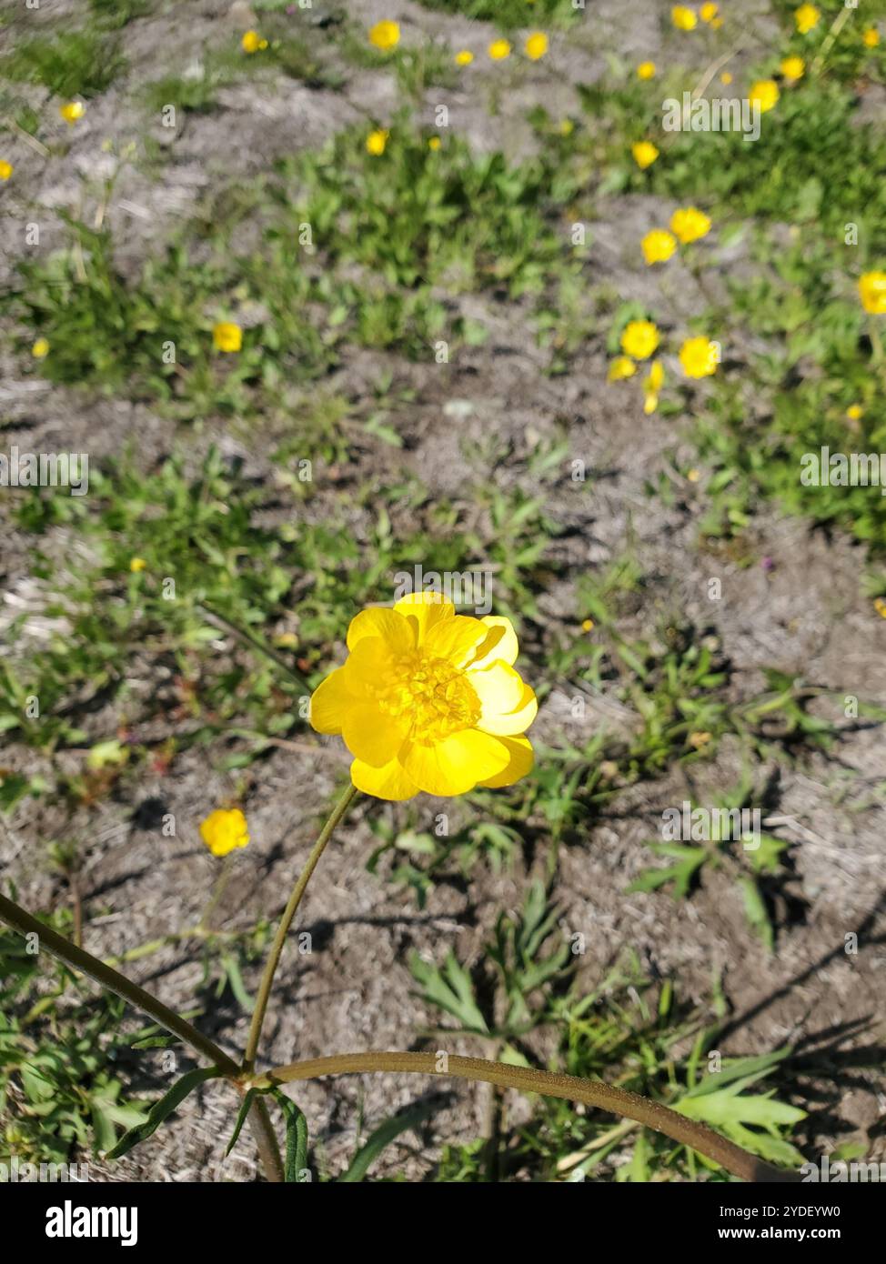 California buttercup (Ranunculus californicus Stock Photo - Alamy