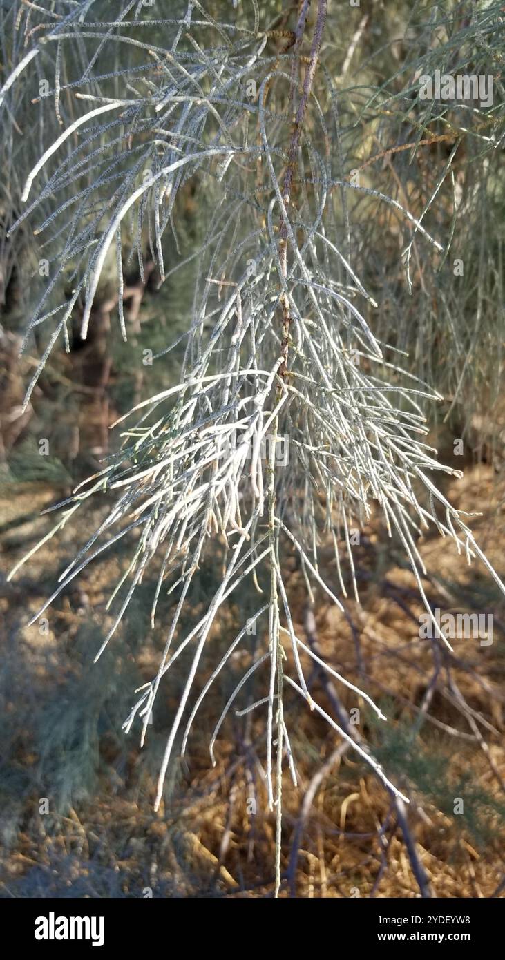 Athel hi-res stock photography and images - Alamy