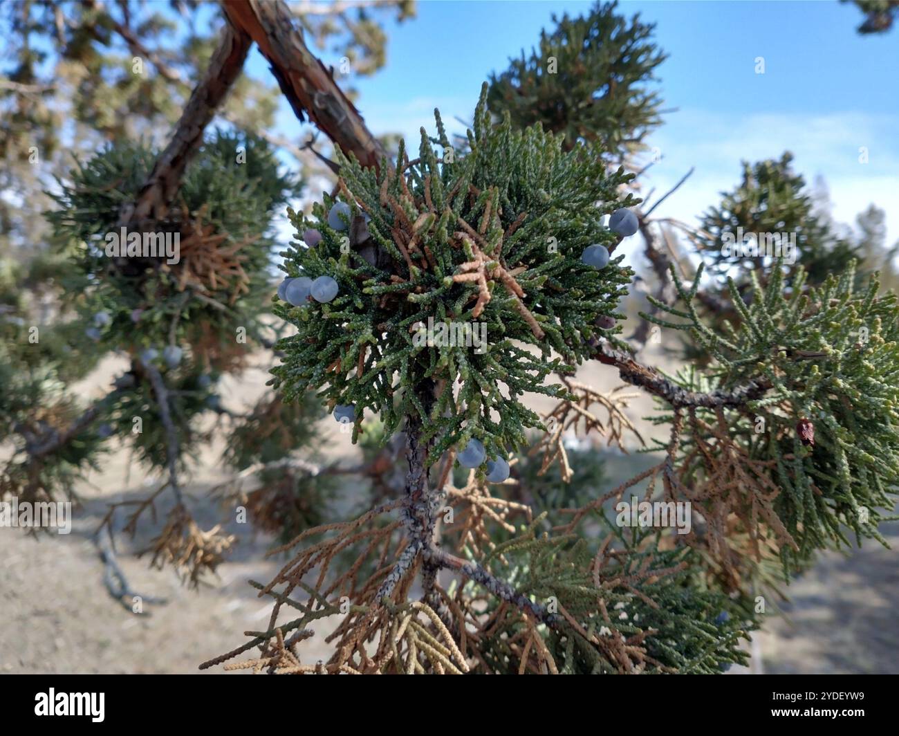 western juniper (Juniperus occidentalis Stock Photo - Alamy