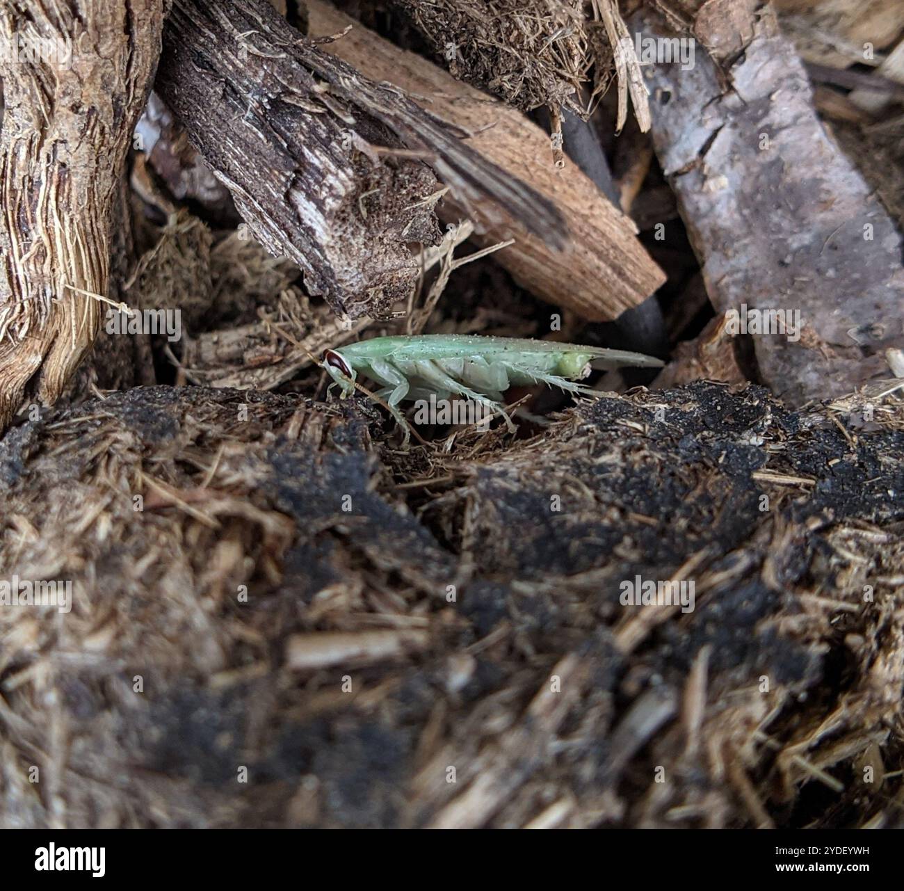 Banana Cockroach (Panchlora nivea Stock Photo - Alamy