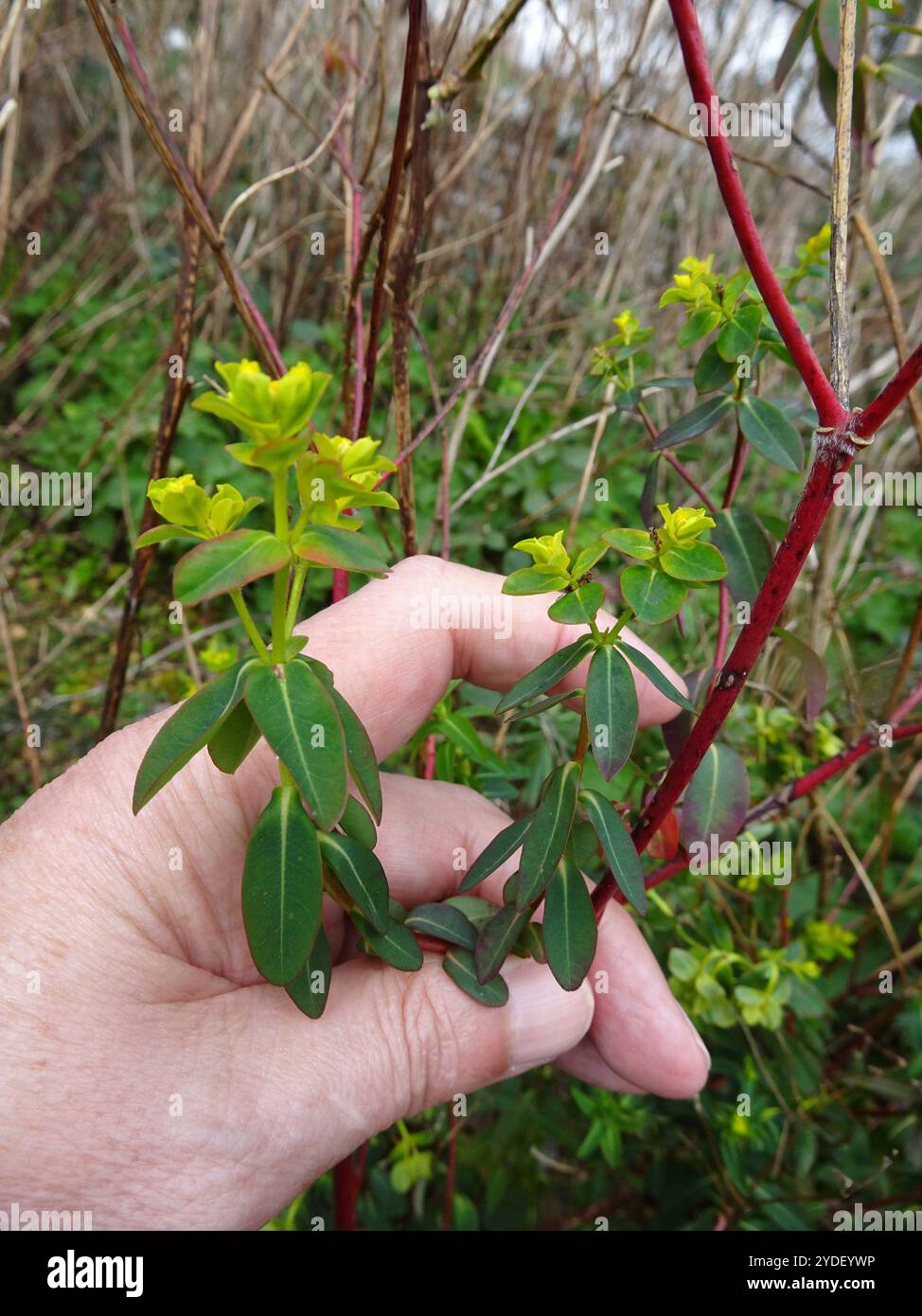 Spurge eggleaf hi-res stock photography and images - Alamy