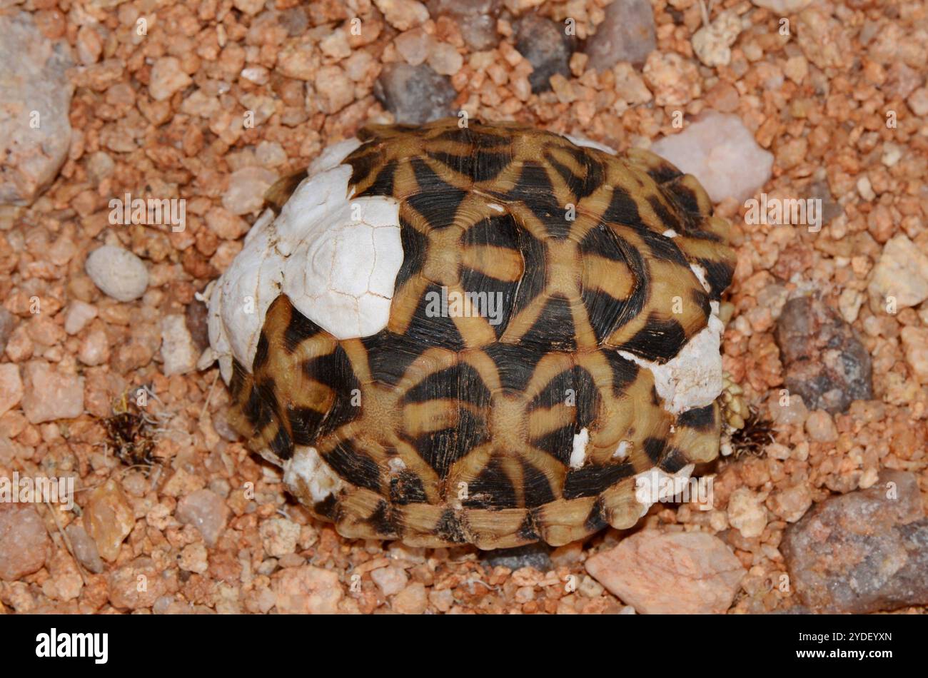 Tent Tortoise (Psammobates tentorius Stock Photo - Alamy